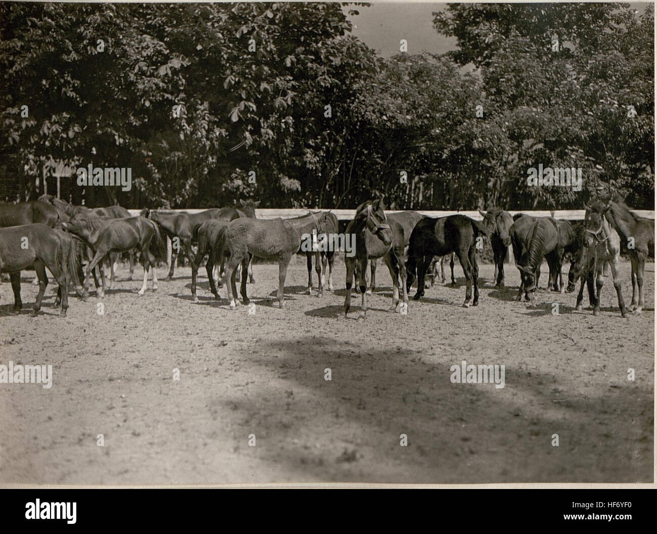 Foals at the foaling station in Ossiach during World War I, part of the ...