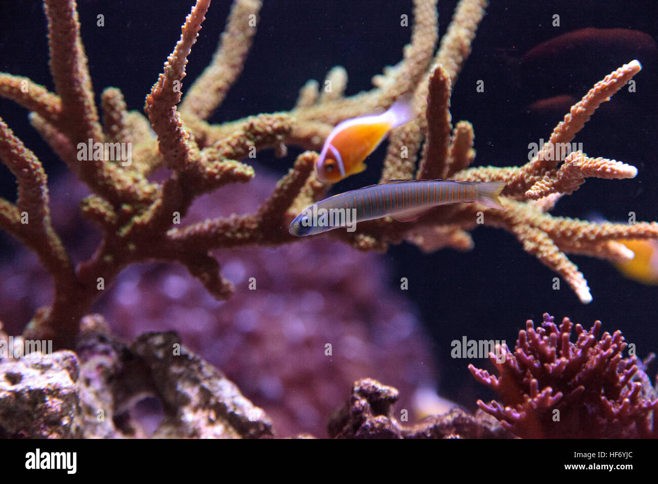 Zebra Dartfish High Resolution Stock Photography and Images - Alamy