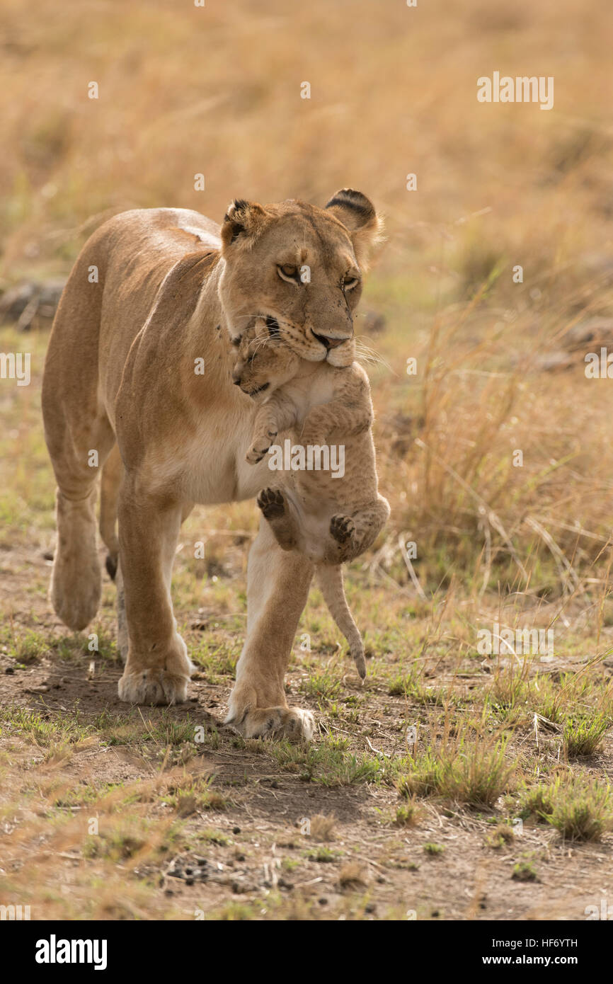 Lioness carrying and walking with her cub Stock Photo - Alamy