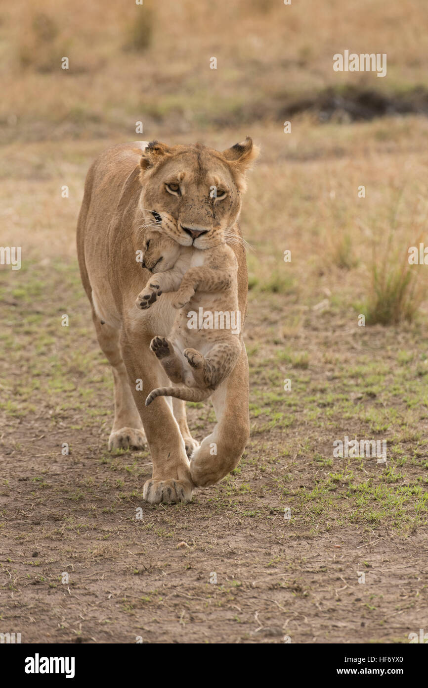 Lioness carrying and walking with her cub Stock Photo - Alamy