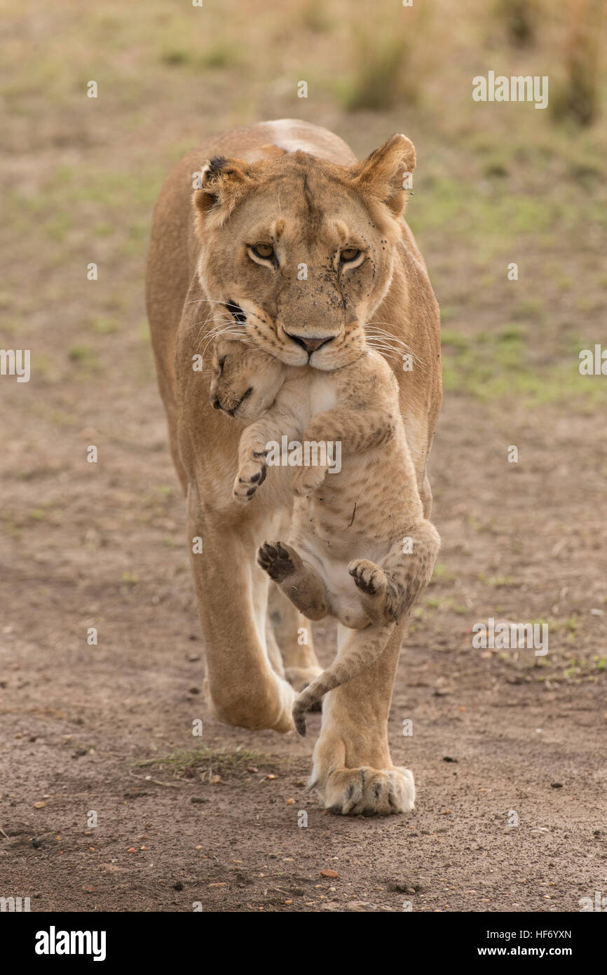 Lioness carrying and walking with her cub Stock Photo - Alamy