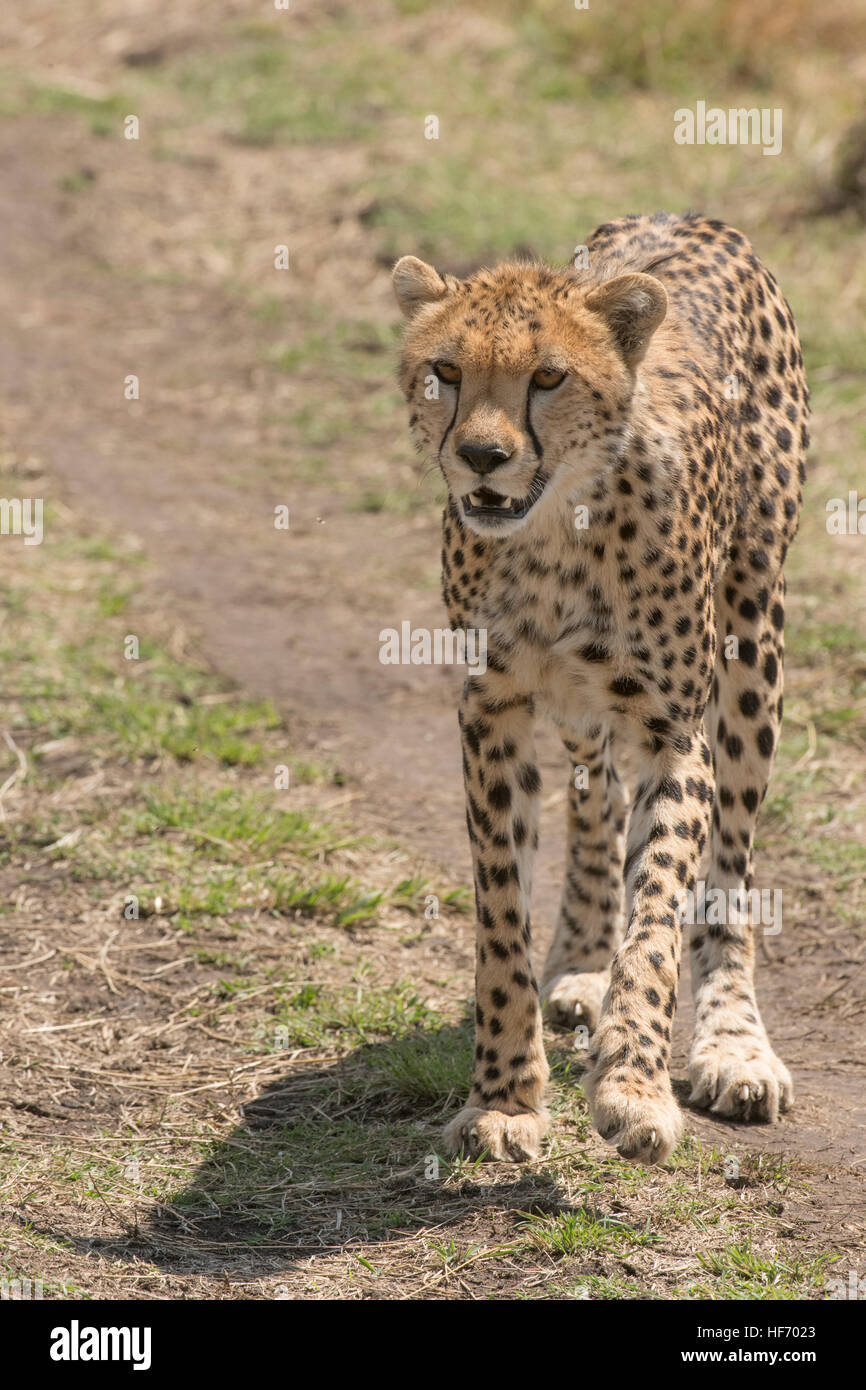 Walk forwards hi-res stock photography and images - Alamy