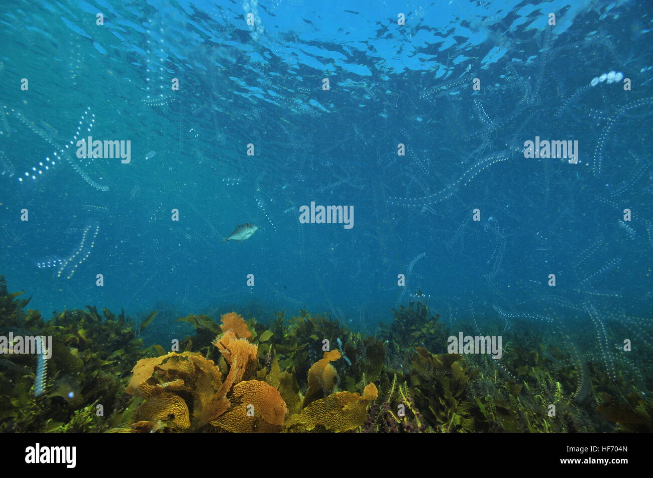 Dense jelly plankton in clear blue water above meadow of kelp Stock ...