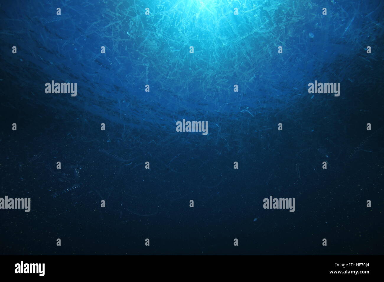 Dense ocean plankton near sea surface Stock Photo - Alamy