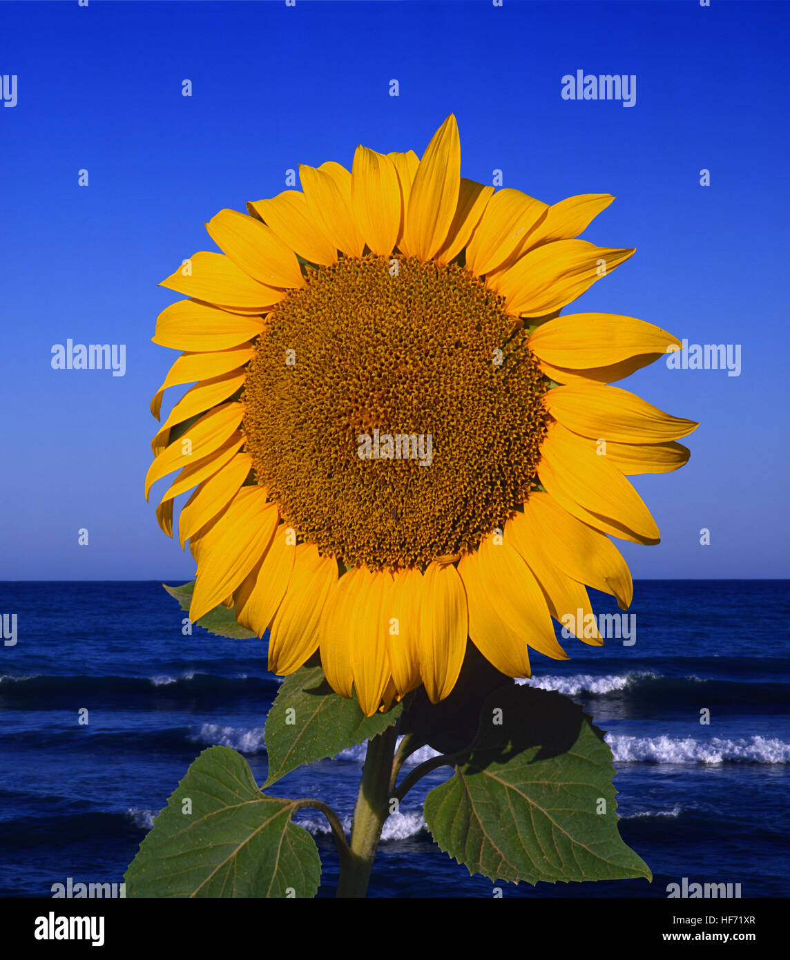 Andalusia spain sunflower hi-res stock photography and images - Alamy