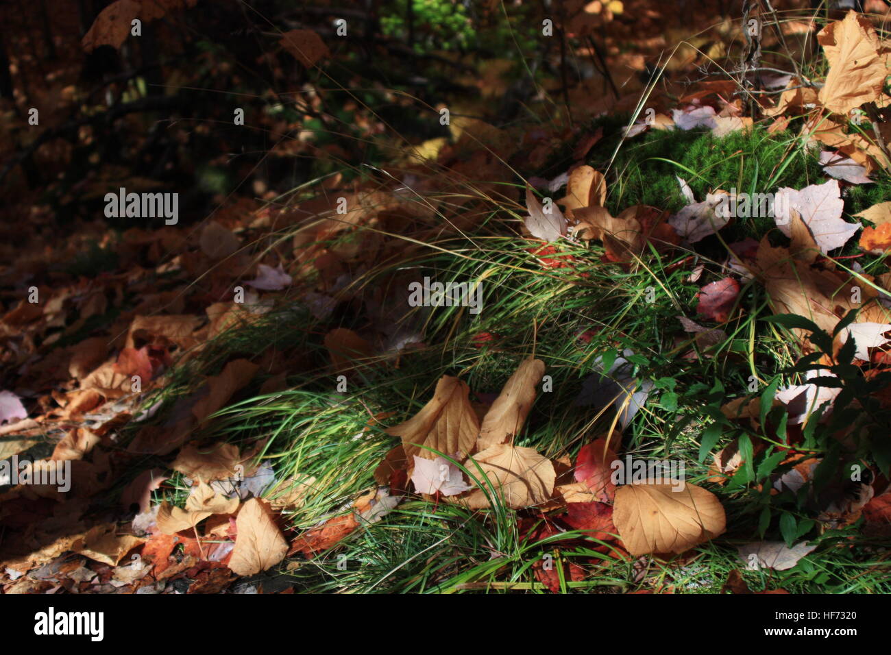 Dead moss hi-res stock photography and images - Alamy