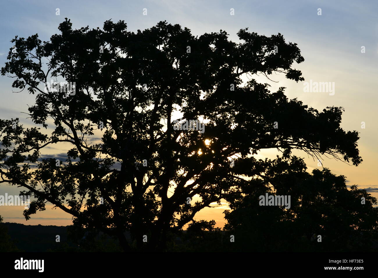 Sunset behind tree Stock Photo - Alamy