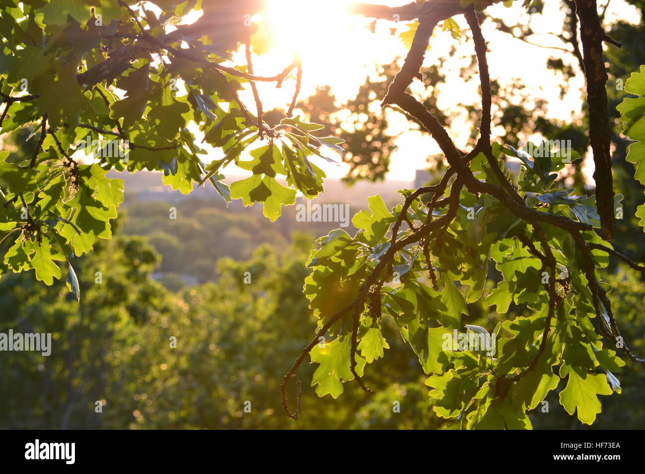 sunset through trees Stock Photo - Alamy