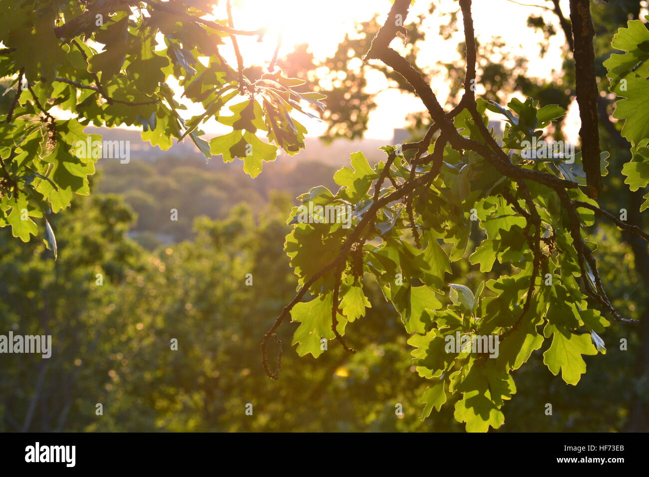 sunset through trees Stock Photo - Alamy