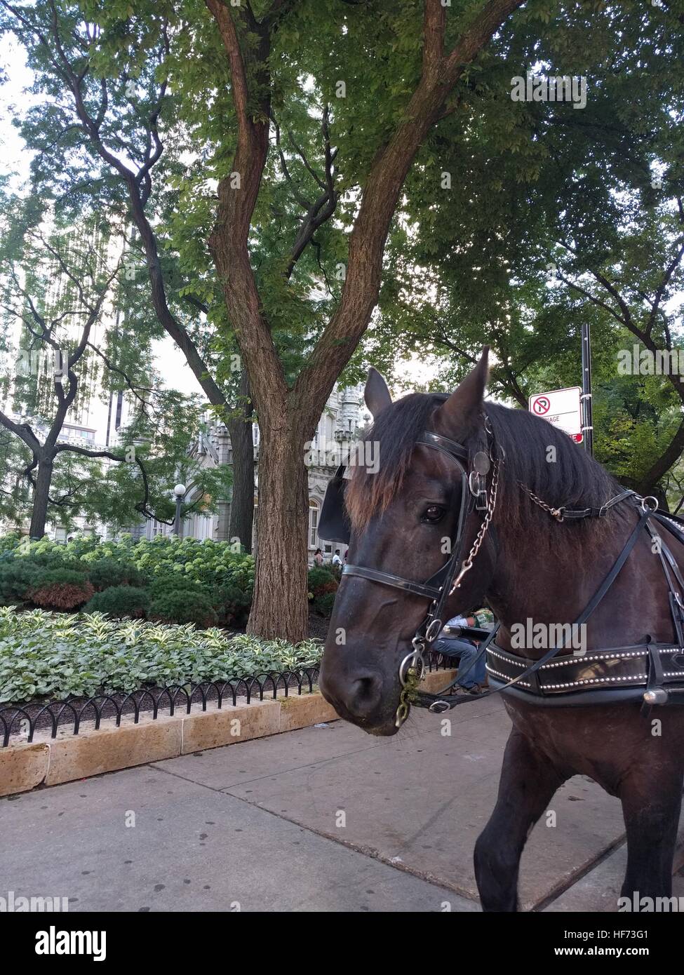 Carriage Horse in park Stock Photo - Alamy