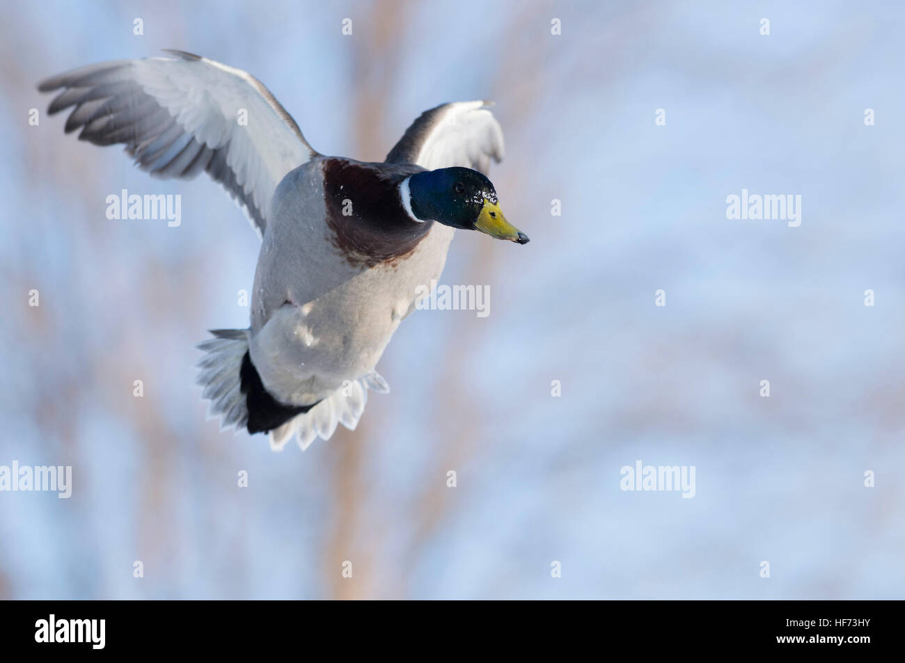Flying mallard drake on hi-res stock photography and images - Alamy