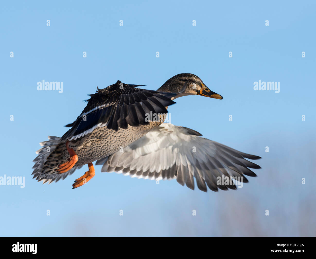 Flying Mallard Duck Stock Photo - Alamy