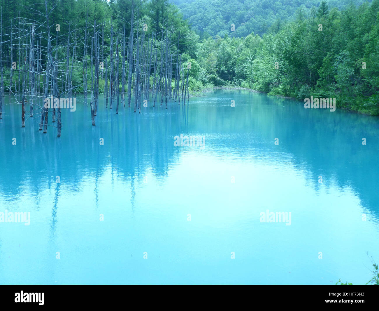 Stunning blue water of Blue Pond or Shirogane Aoi Ike in Biei, Hokkaido ...