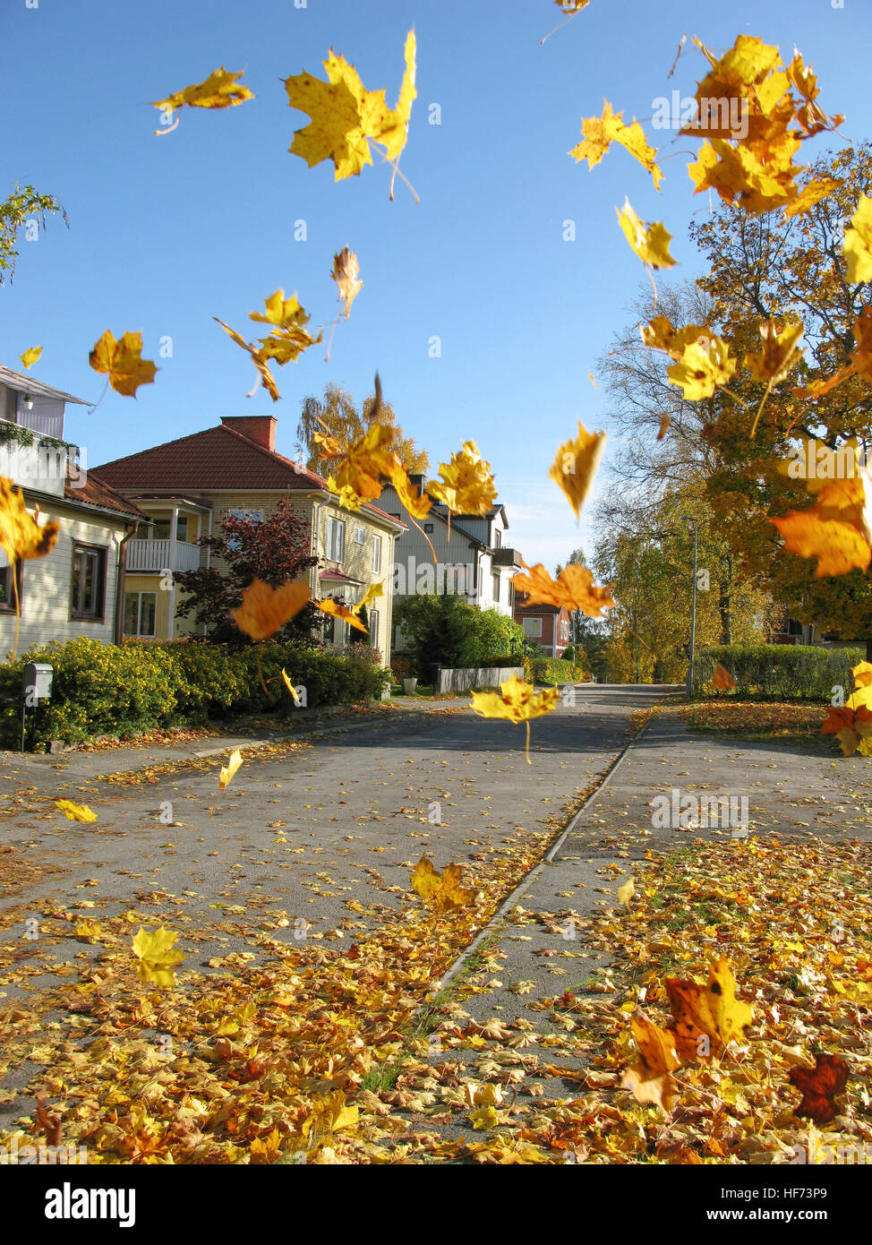 Leaf falling from tree hi-res stock photography and images - Alamy