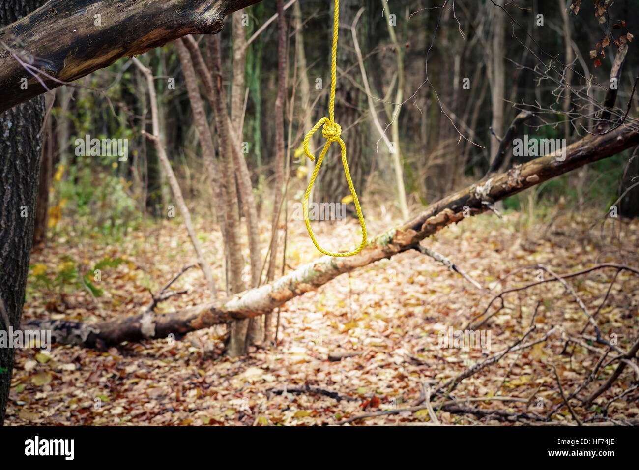 Gallows noose in the dark forest Stock Photo - Alamy