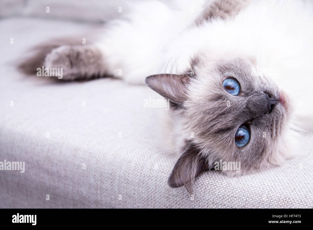 Blue colorpoint Ragdoll cat lying on the couch Stock Photo - Alamy
