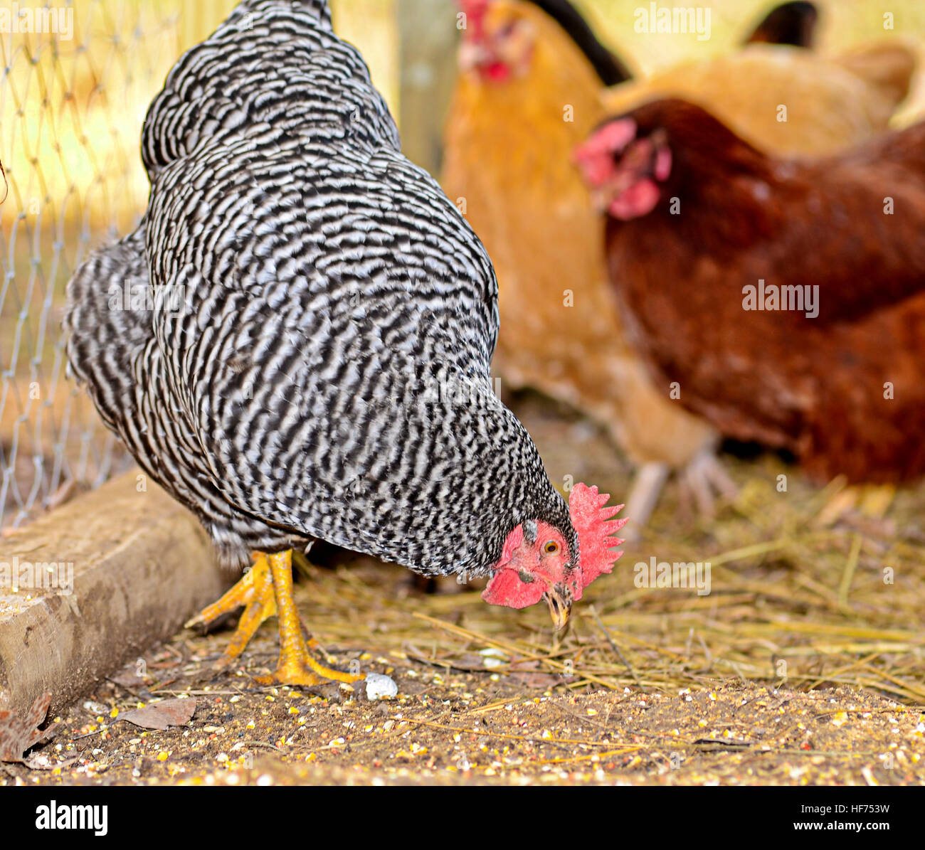 Hens in a hen house, one in the foreground is pecking at the feed Stock ...