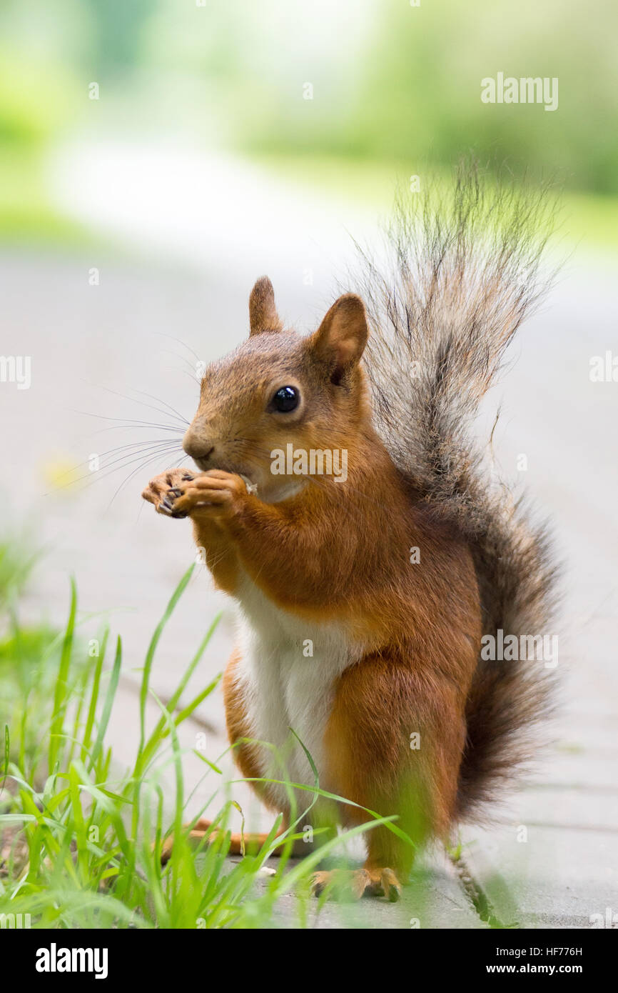 the photograph shows a squirrel on a tree Stock Photo - Alamy