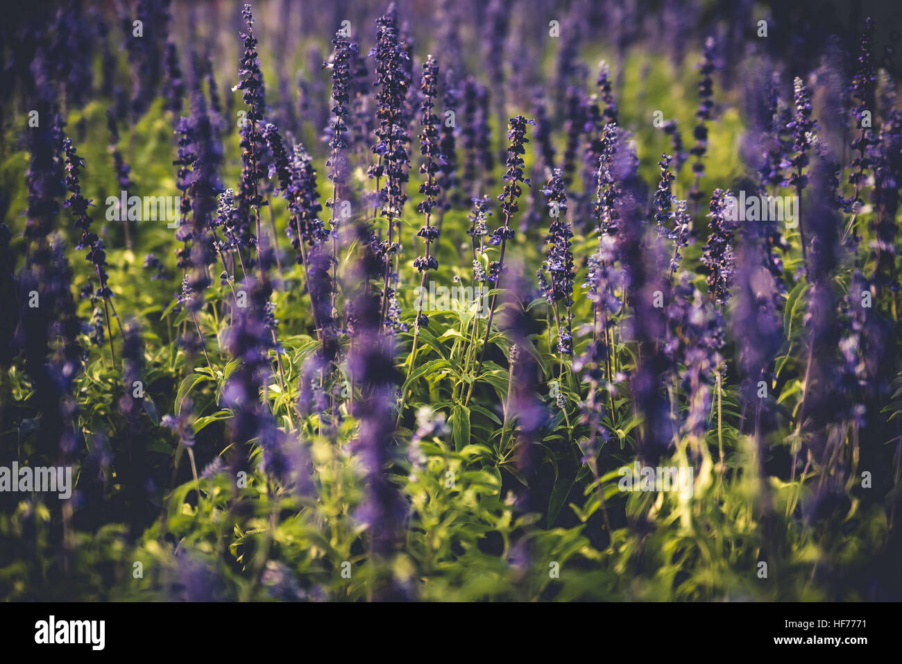Purple violet flowers hi-res stock photography and images - Alamy