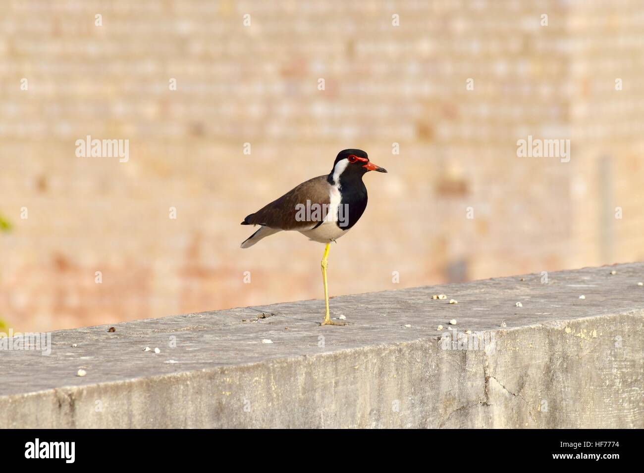 Bird in soft hi-res stock photography and images - Alamy