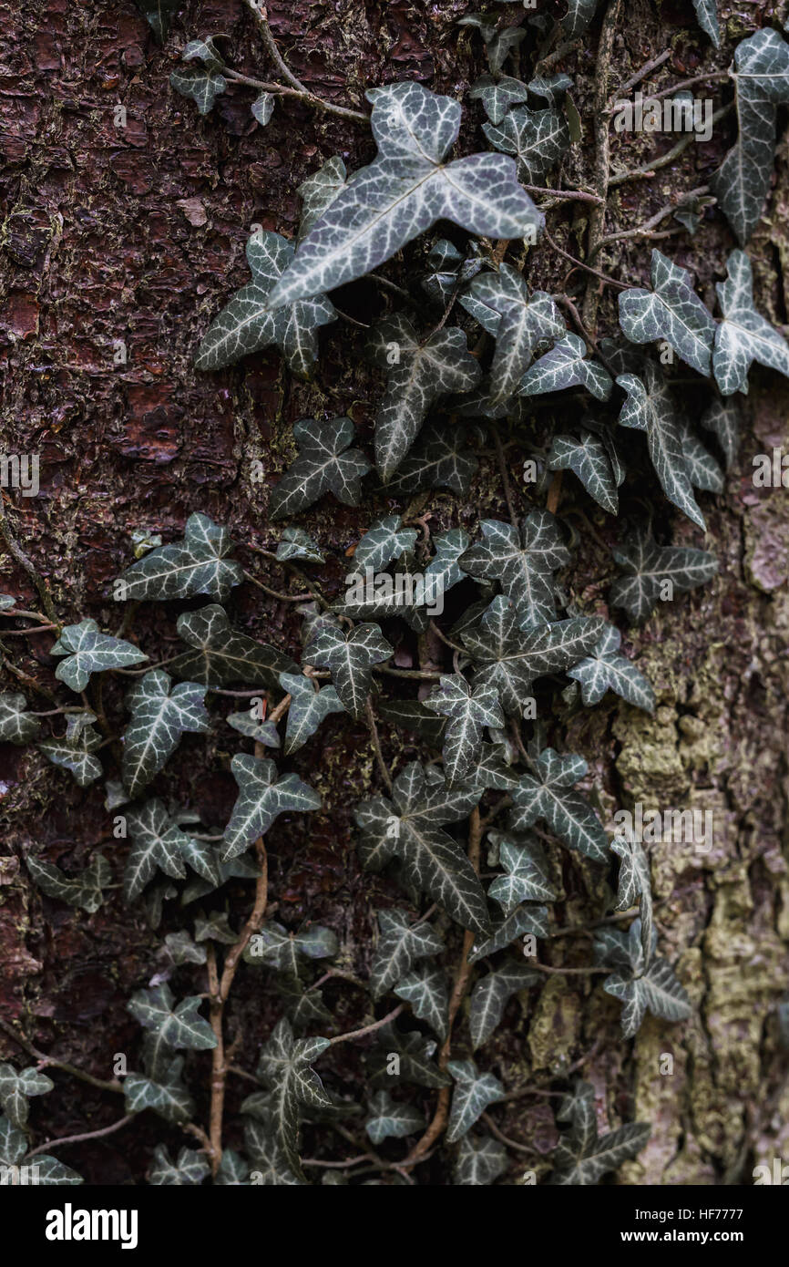 Ivy abstract hi-res stock photography and images - Alamy