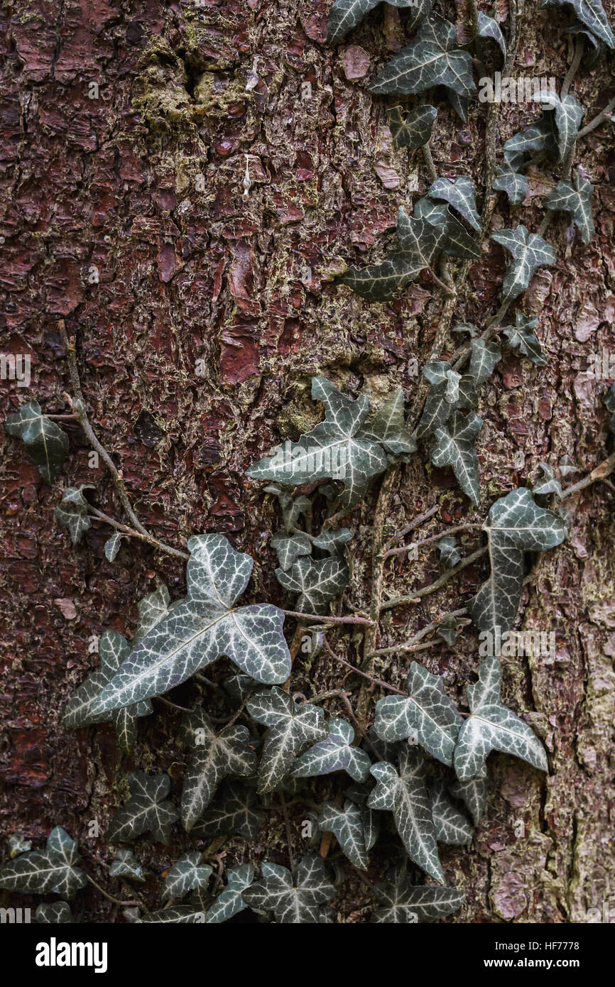 Abstract Ivy High Resolution Stock Photography and Images - Alamy