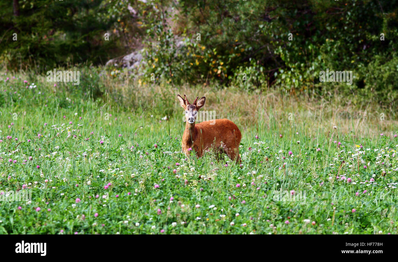 Roebuck field hi-res stock photography and images - Alamy