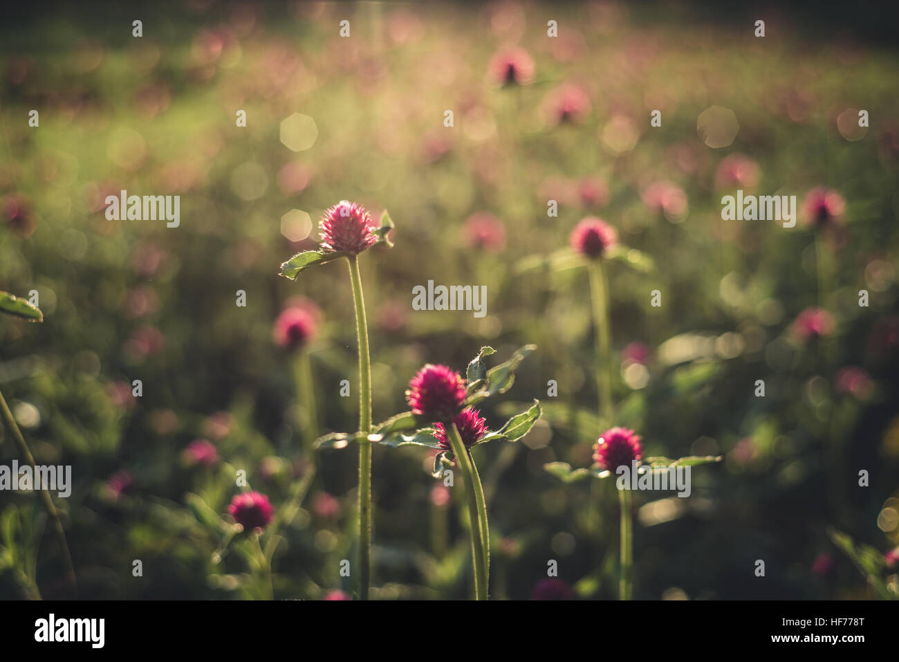 Buds in sunset Stock Photo - Alamy
