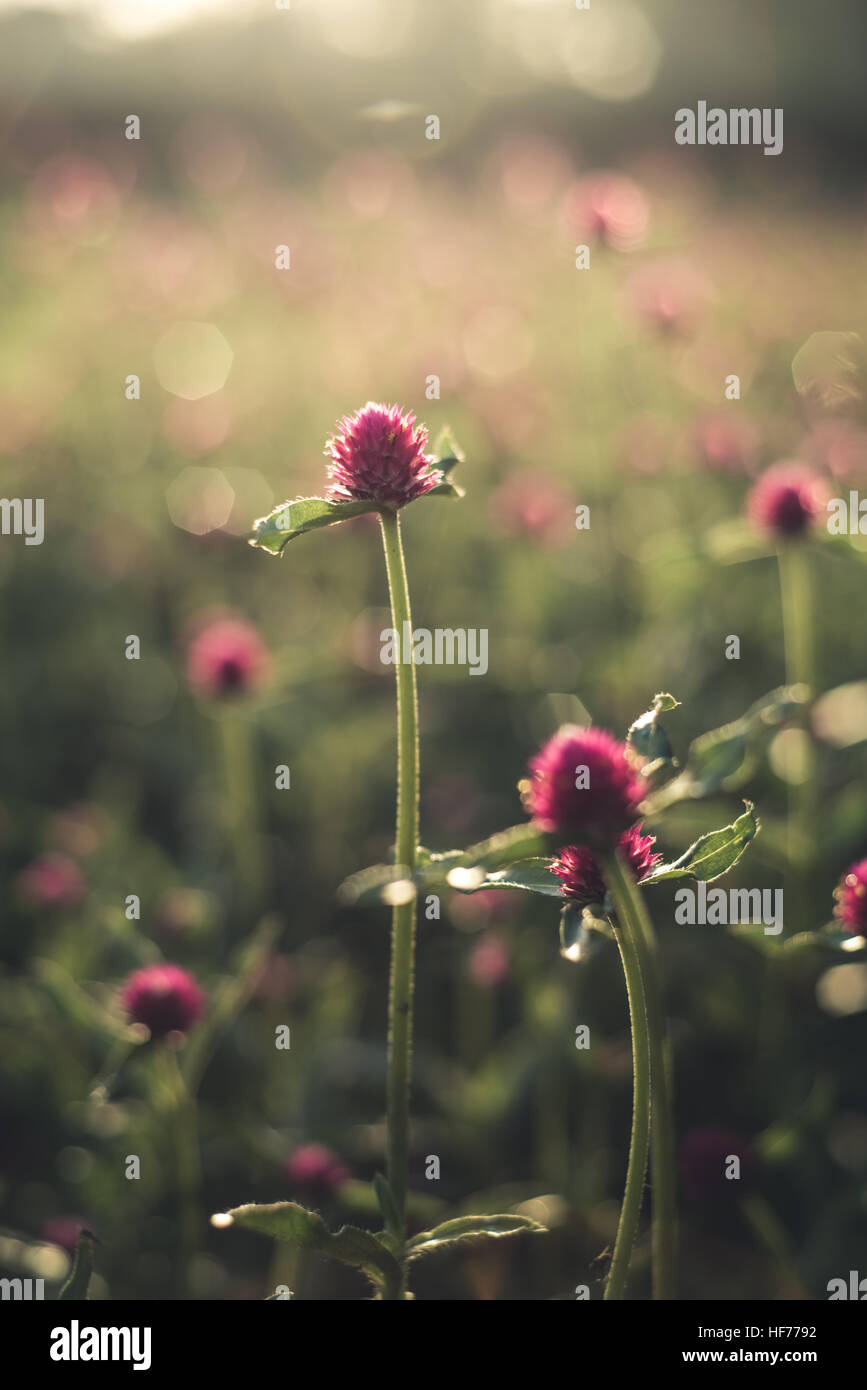 Buds in sunset Stock Photo - Alamy
