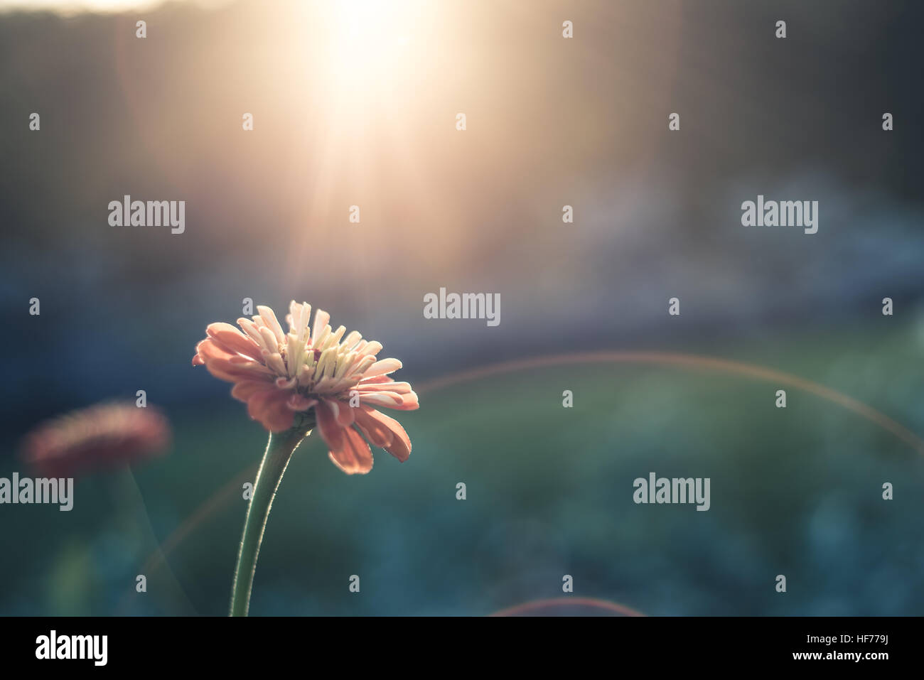 Lone flower in sunlight Stock Photo - Alamy