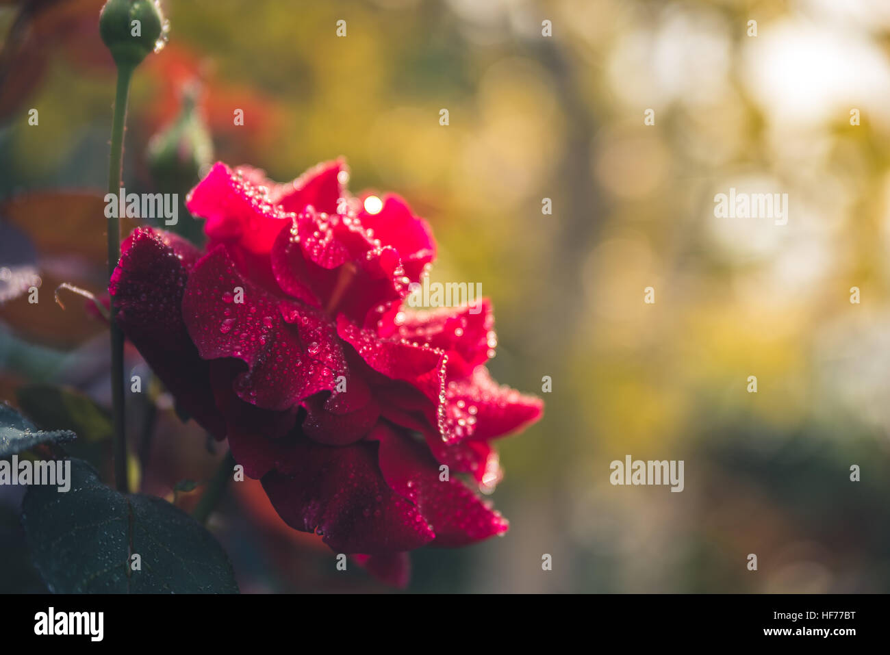 Red roses after the rain Stock Photo - Alamy