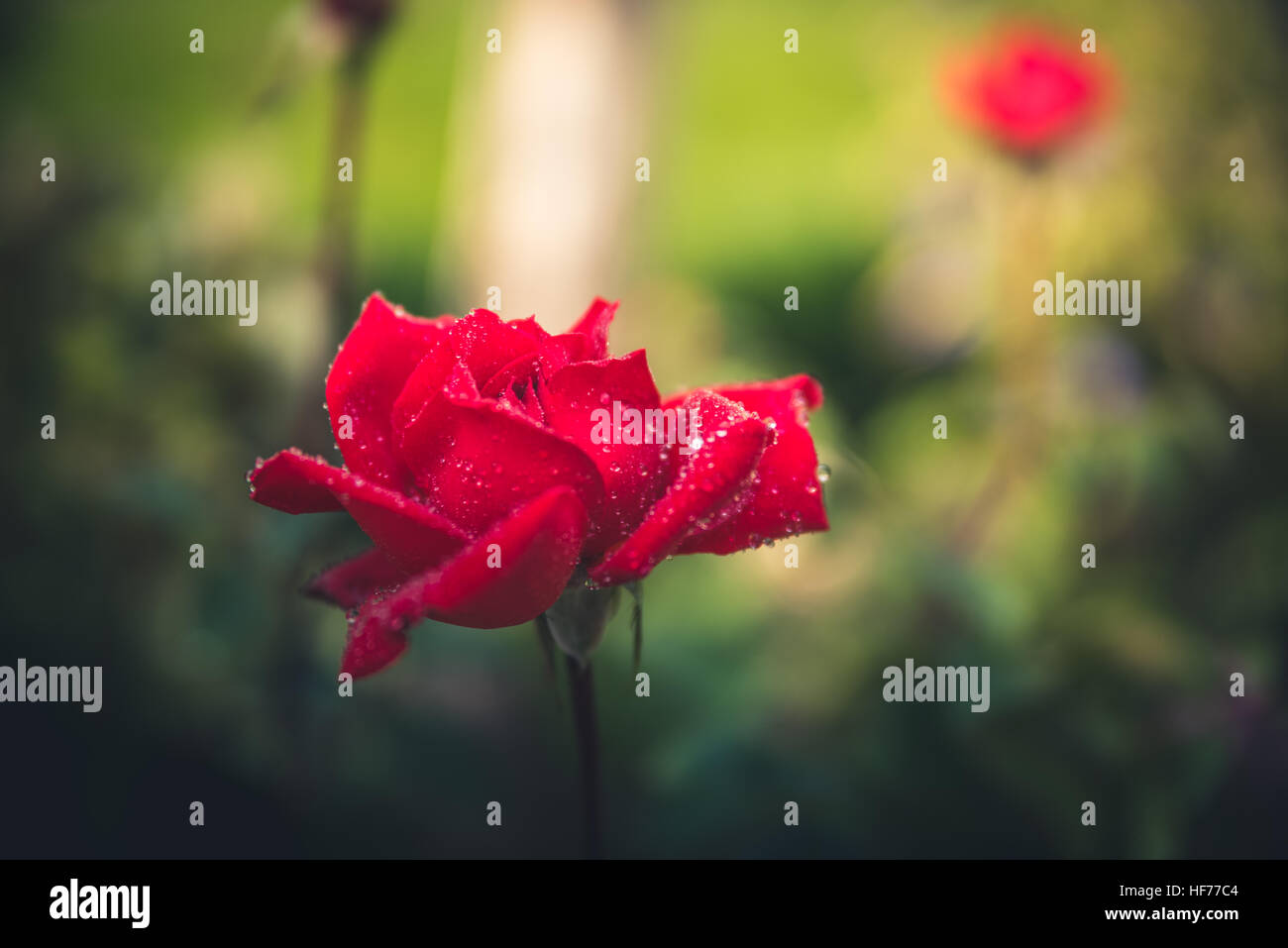 Red roses after the rain Stock Photo - Alamy