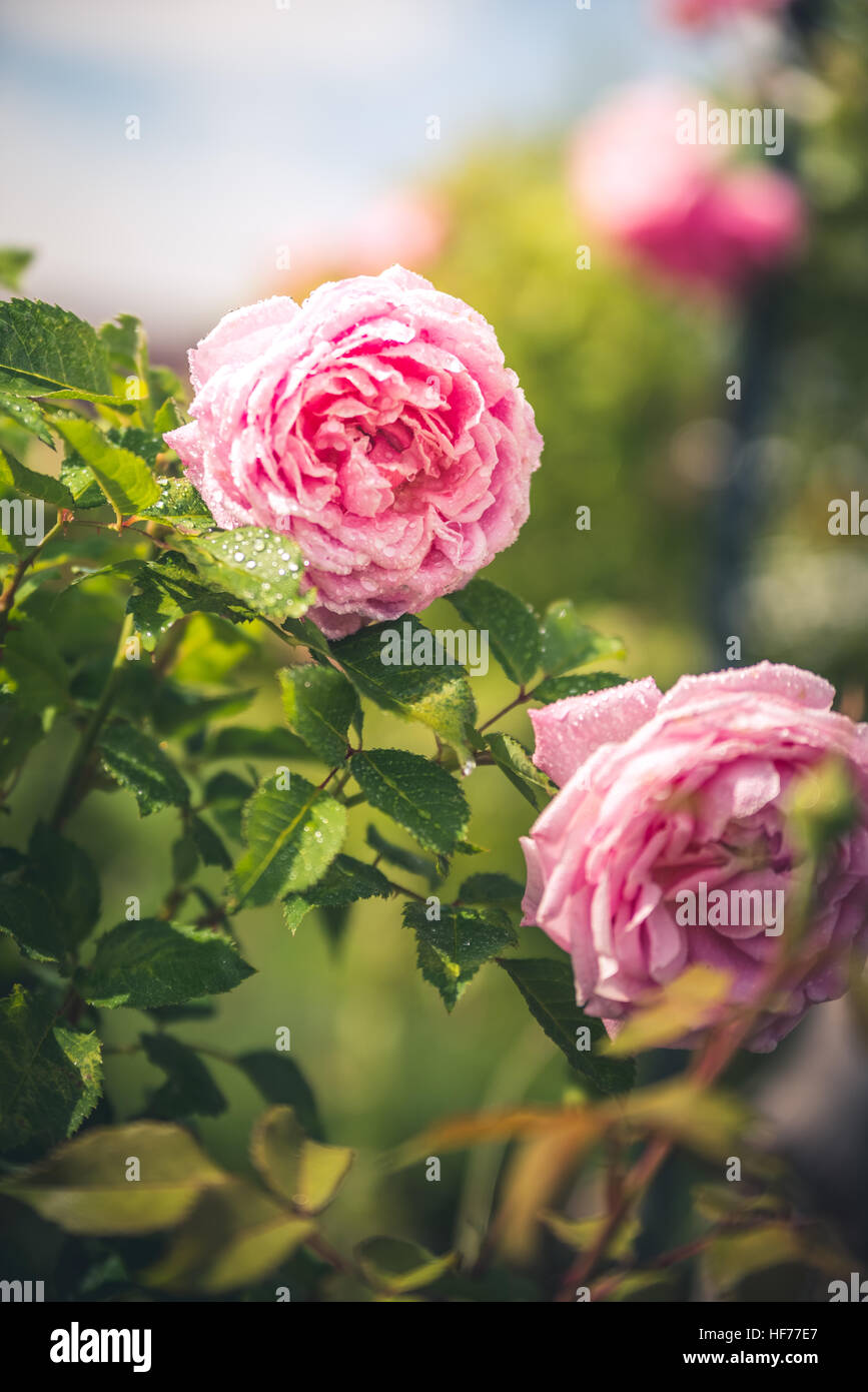 Pink garden roses Stock Photo - Alamy