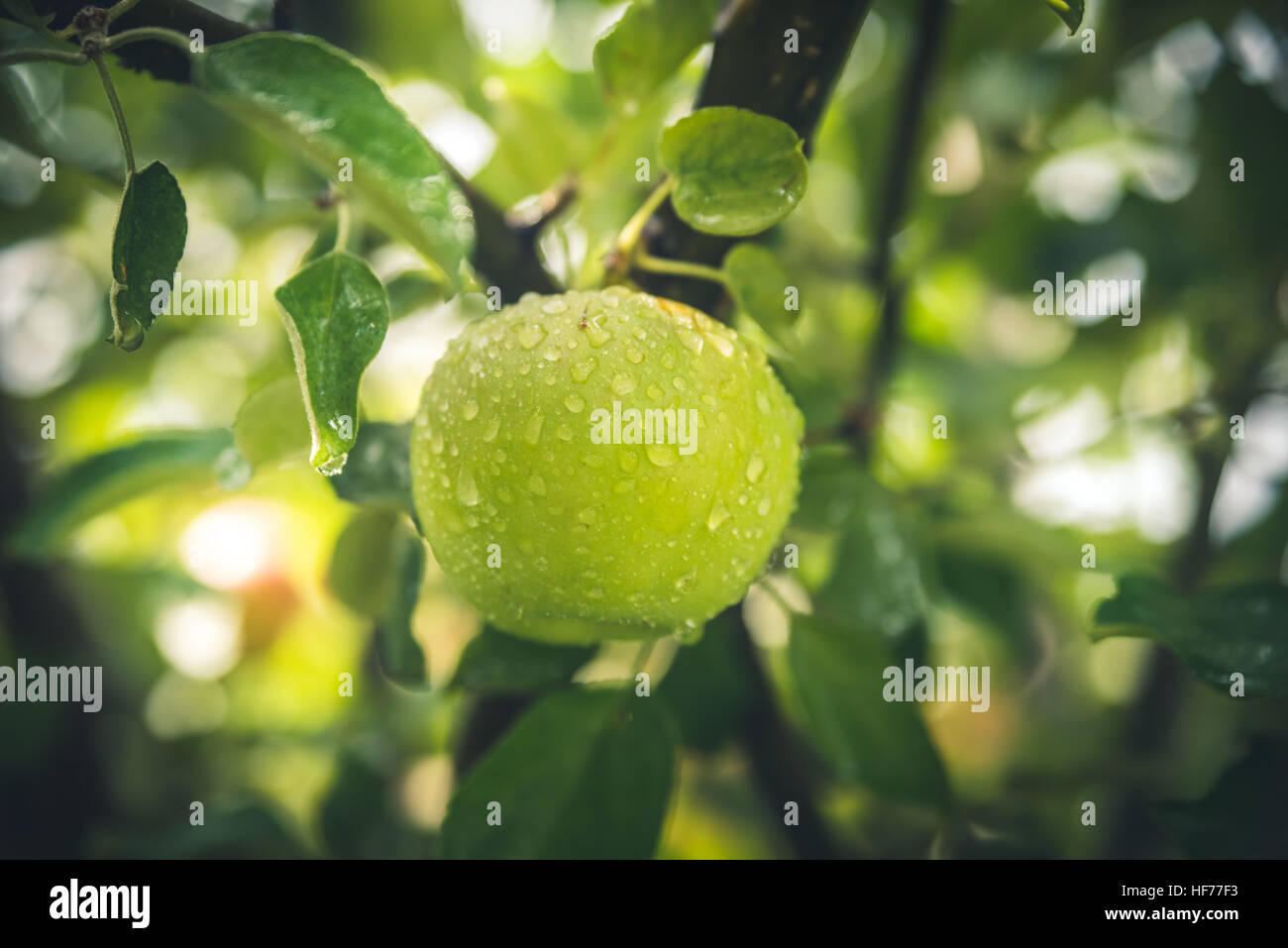 An apple after the rain Stock Photo - Alamy