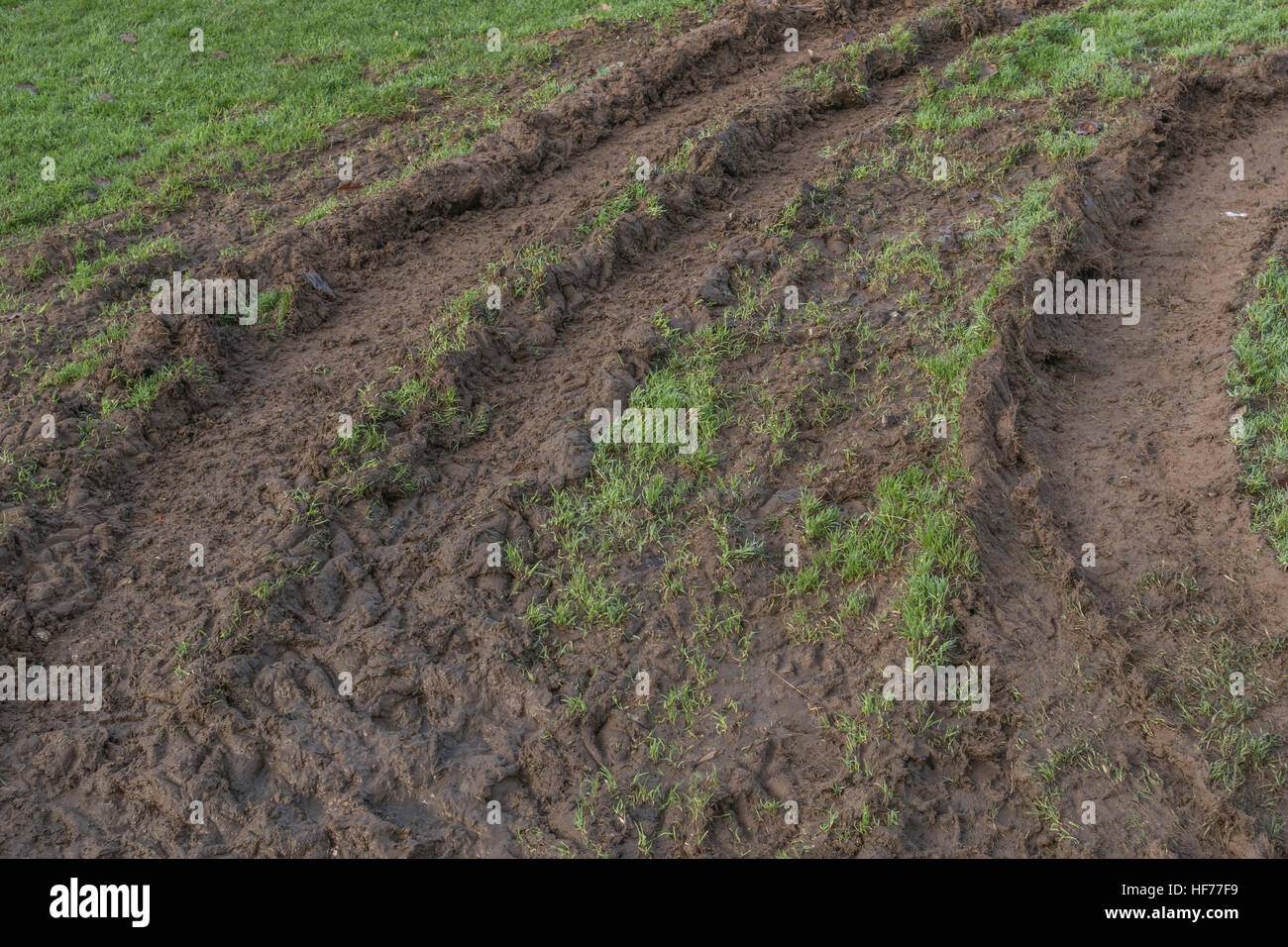 Deep ridges in mud made by tractor tyres / tires on grass. Tyre tracks ...