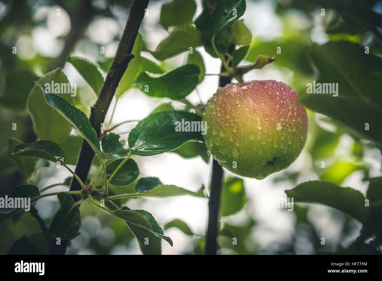 A wet apple after the rain Stock Photo - Alamy