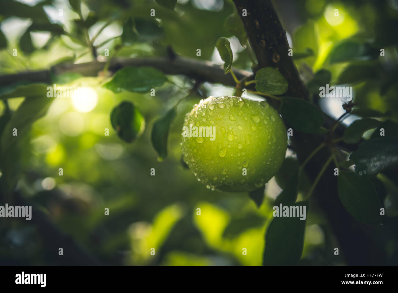 An apple after the rain Stock Photo - Alamy