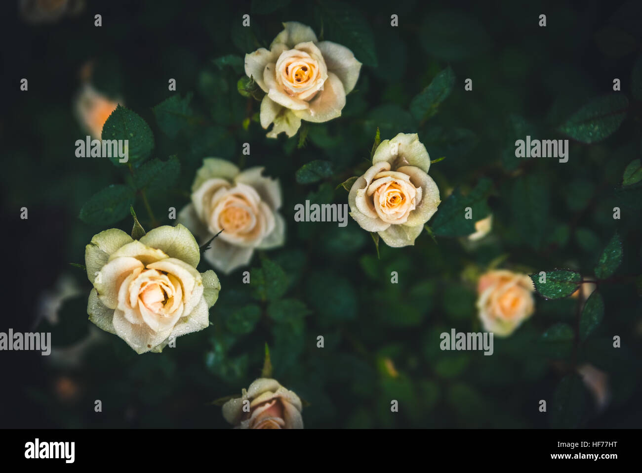 White roses after the rain Stock Photo - Alamy