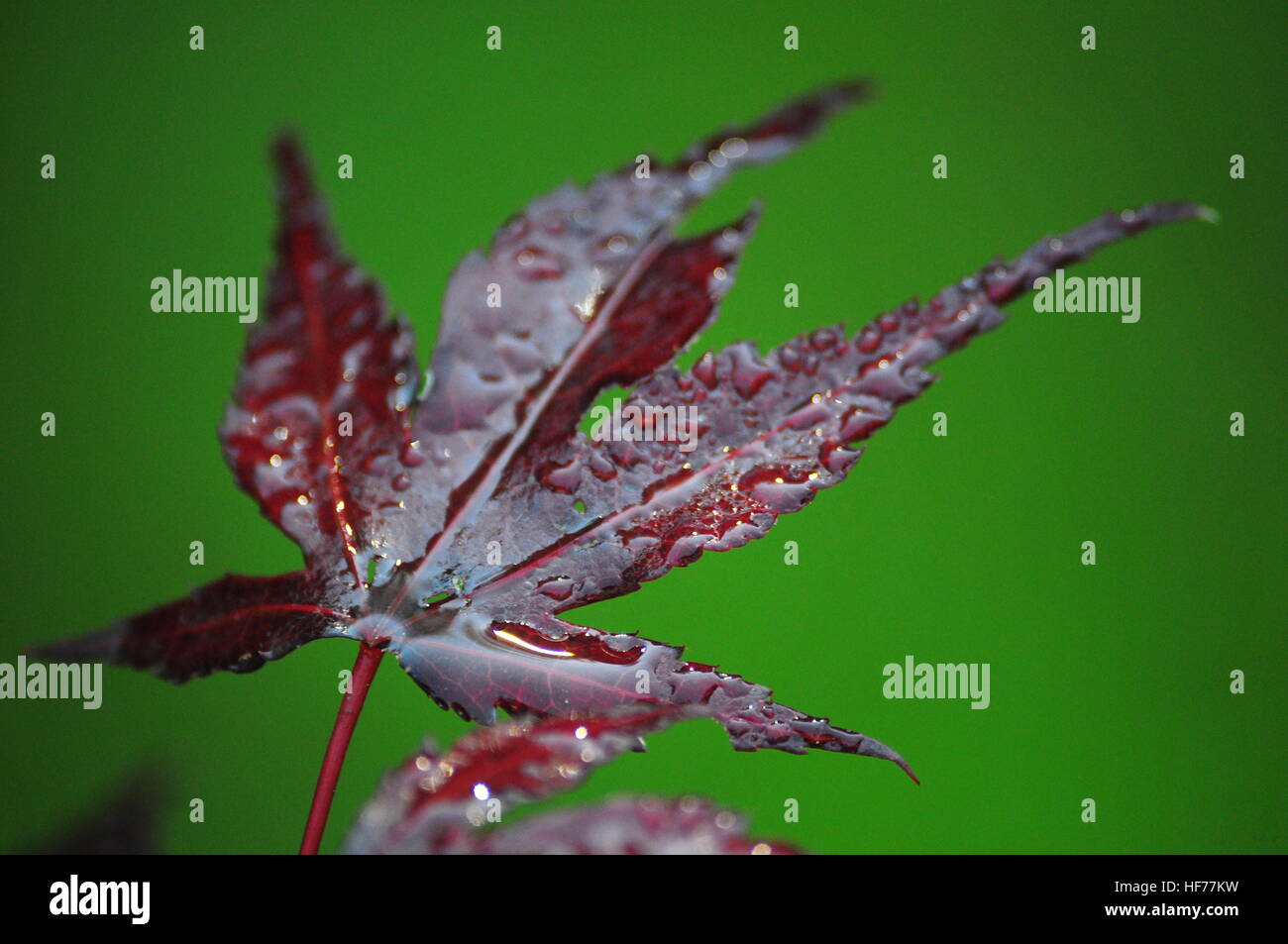 sheet, drop, leaf, red Stock Photo - Alamy