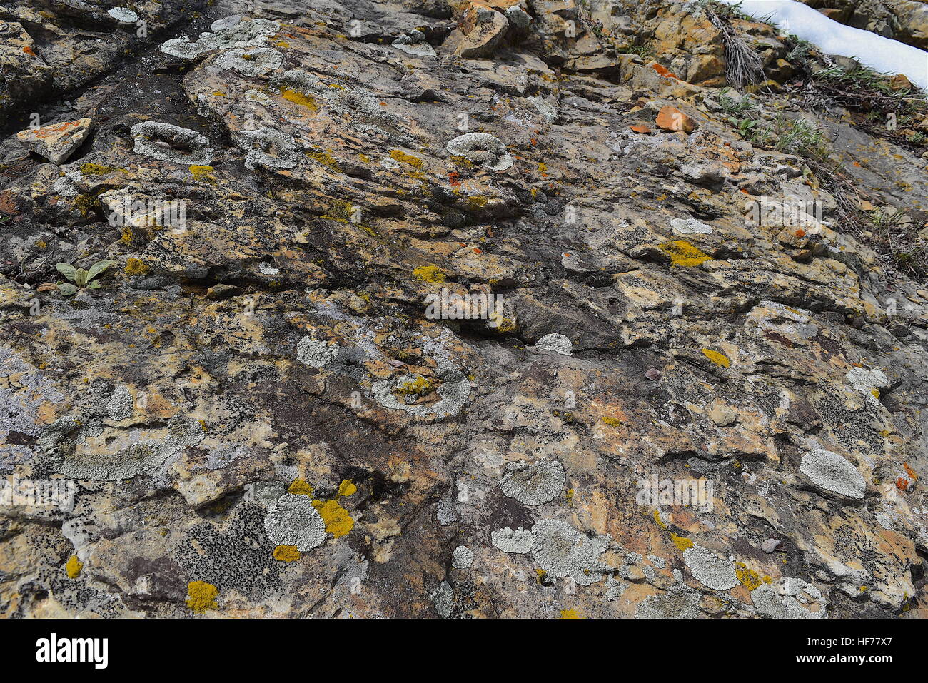 Dinosaur rock hi-res stock photography and images - Alamy