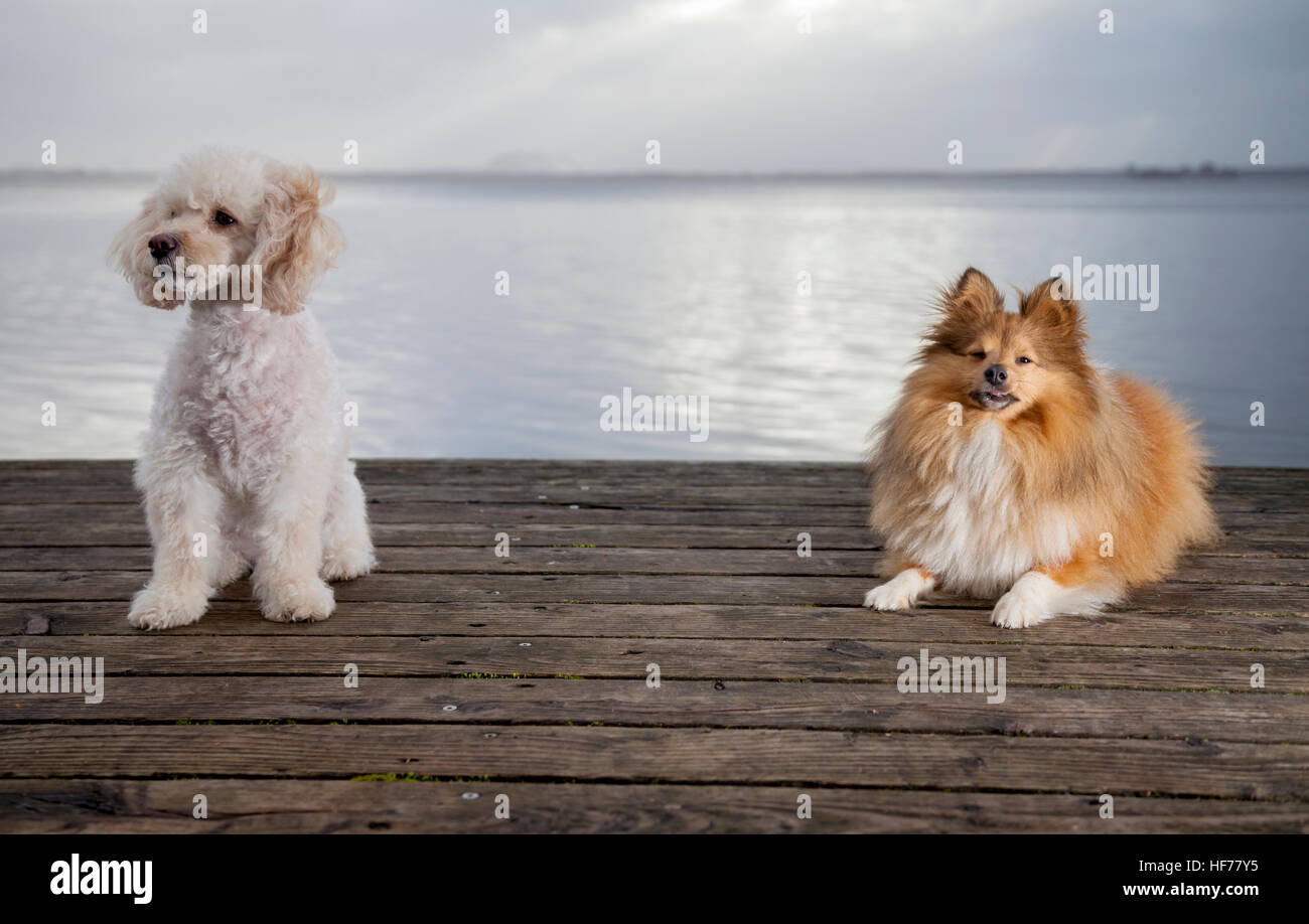 Sheltie and poodle hi-res stock photography and images - Alamy