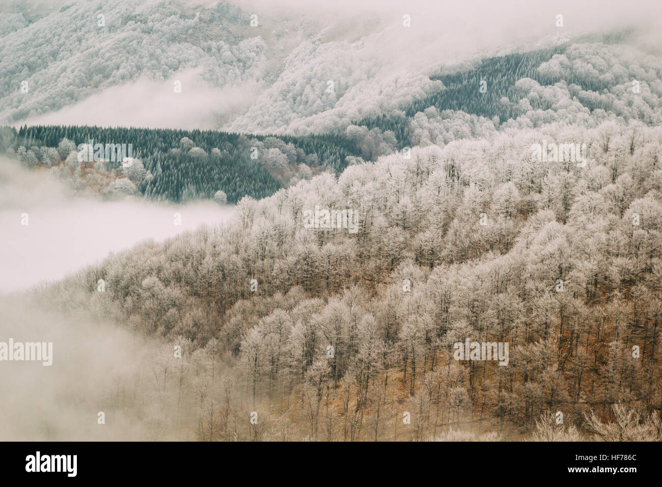 Mountain landscape fog and forest Stock Photo - Alamy
