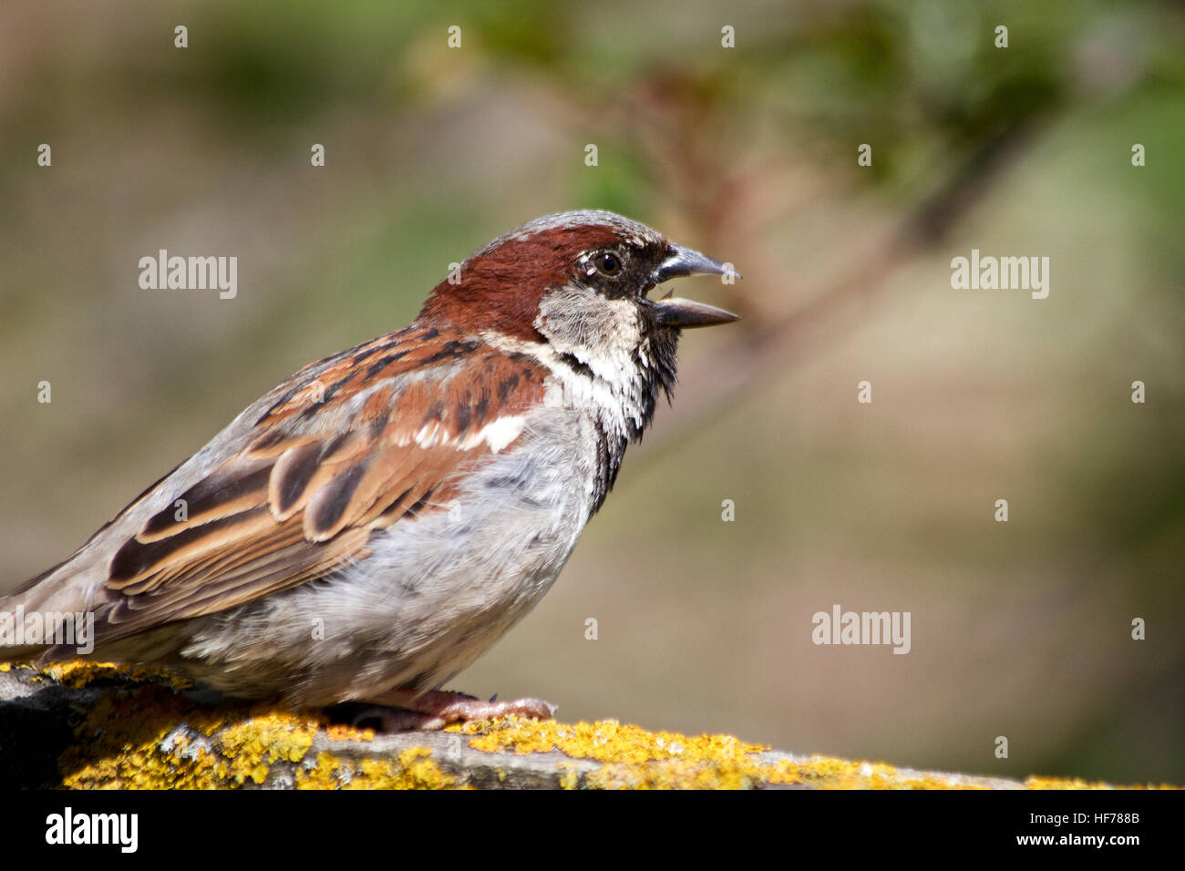 English sparrow hi-res stock photography and images - Alamy