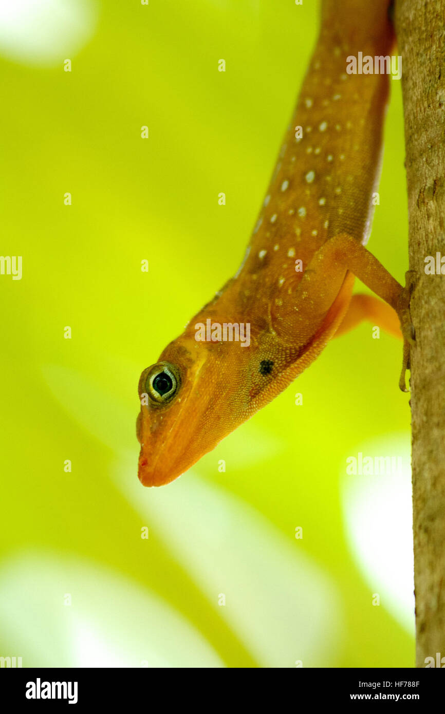 Dominica anole hi-res stock photography and images - Alamy