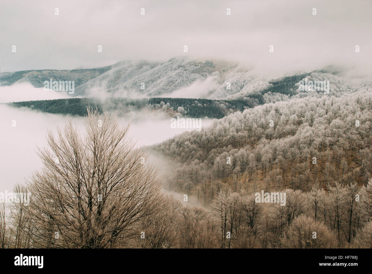 Mountain landscape fog and forest Stock Photo - Alamy