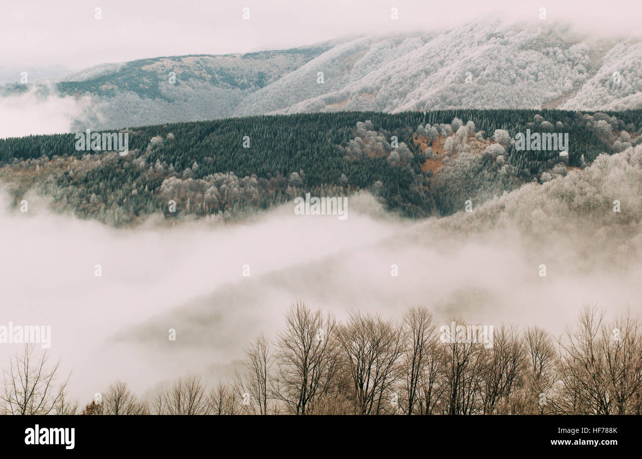 Mountain landscape fog and forest Stock Photo - Alamy