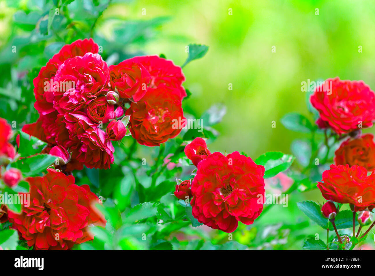 The bush of bright red roses in the garden on a green background Stock ...