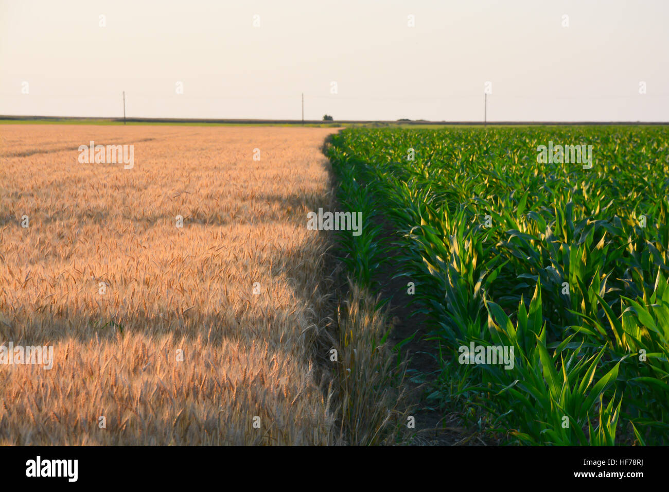 Landscape of colorful agricultural field with green plants rows Stock ...