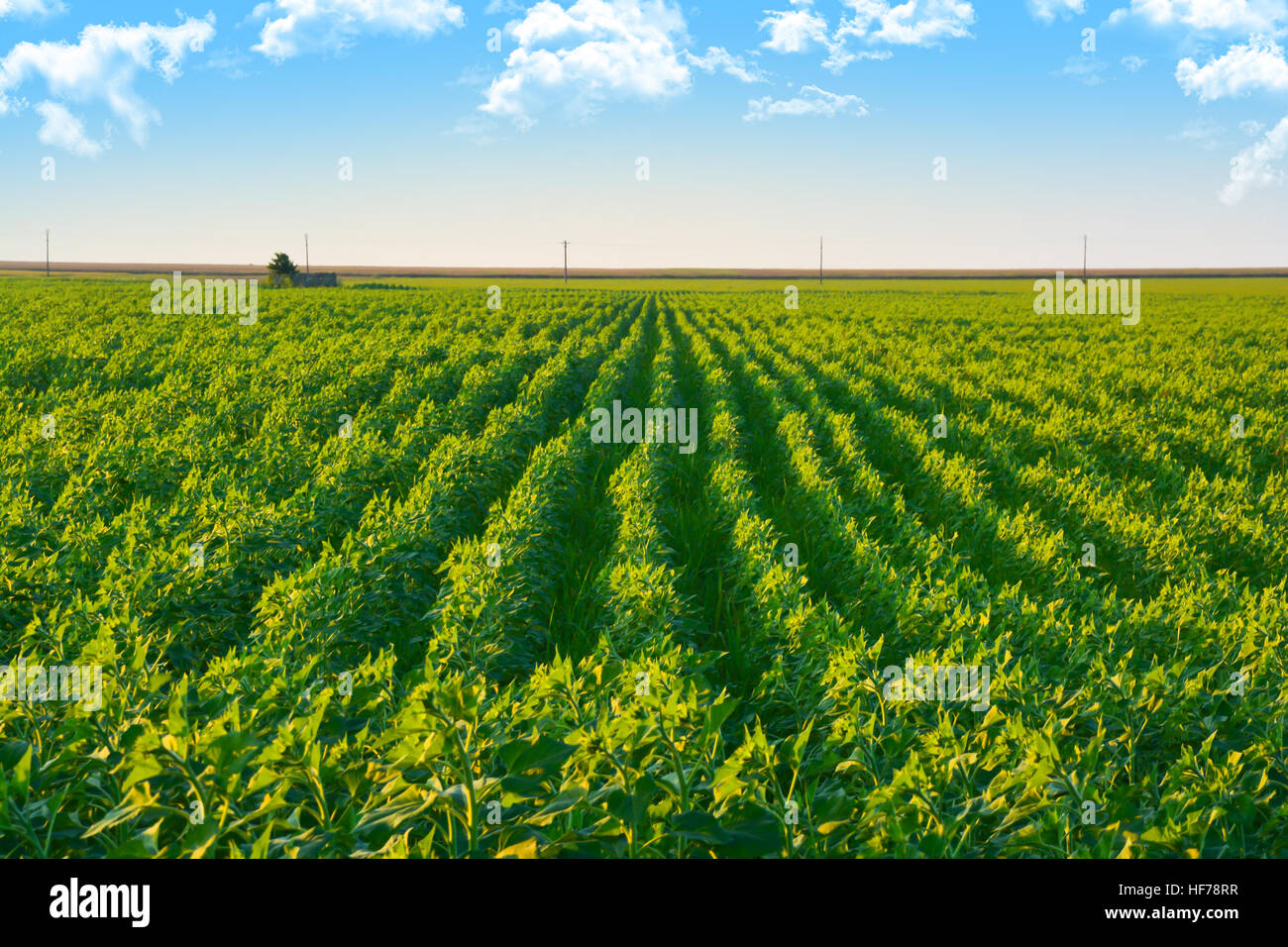 Landscape of colorful agricultural field with green plants rows Stock ...