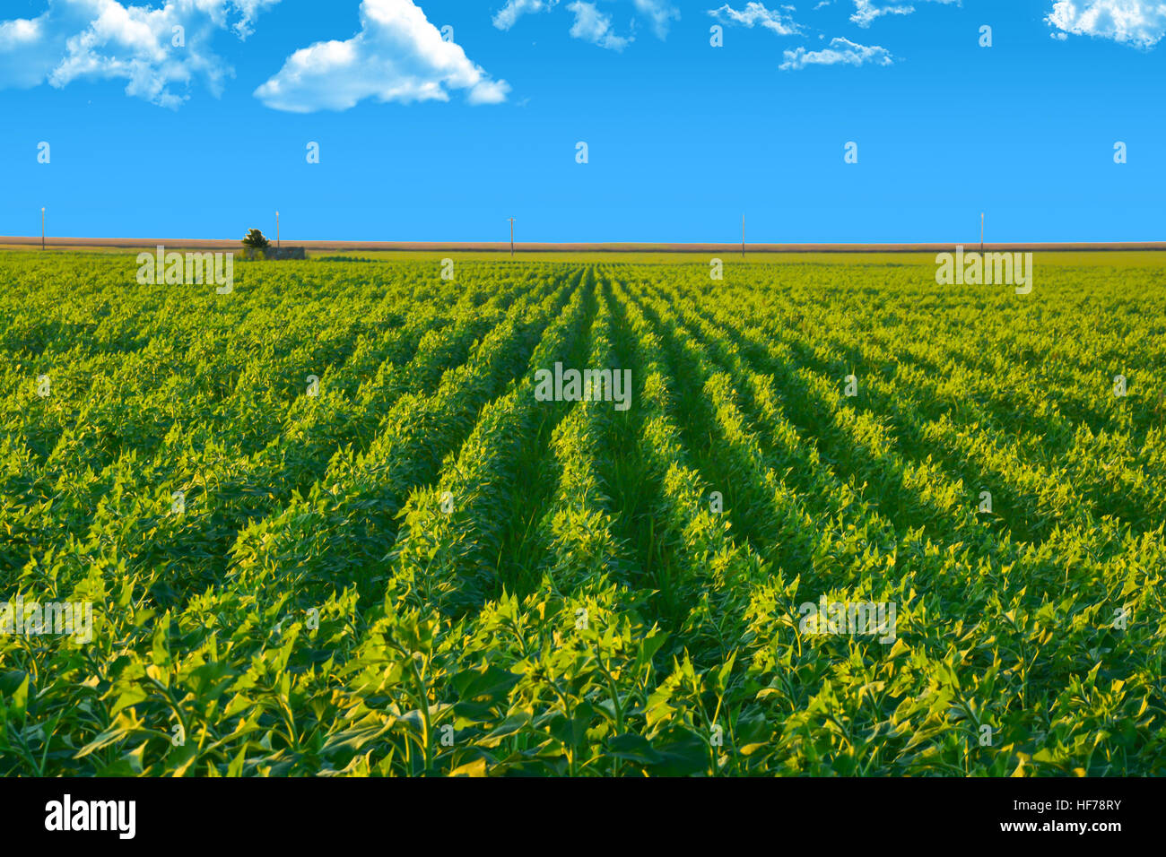 Landscape of colorful agricultural field with green plants rows Stock ...